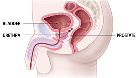 Prostatic Urethra Function