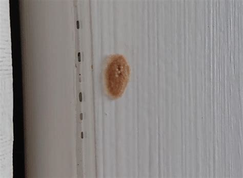 Is This A Bug Egg What Is It R Newzealand