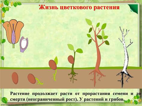 Рост и развитие организмов Свойства живых организмов презентация онлайн