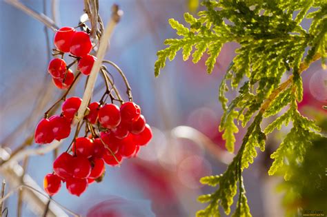 Обои Природа Ягоды обои для рабочего стола фотографии природа Ягоды