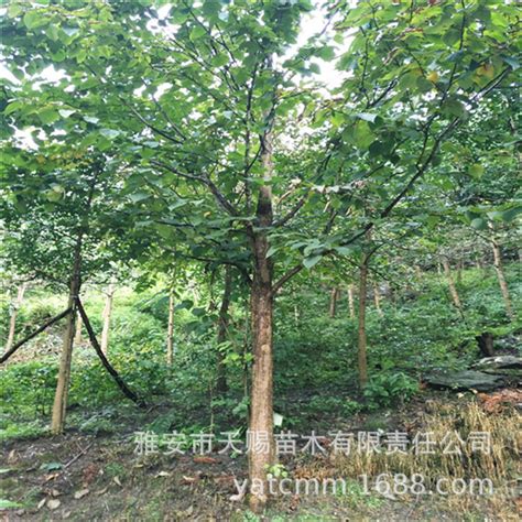 北方庭院名贵树种 名贵庭院树种北方 庭院名贵树种 第12页 大山谷图库