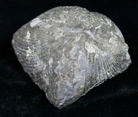 Large Pyrite Replaced Brachiopod Silica Shale 8804 For Sale
