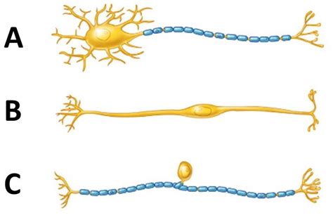 3 1 1 Nervous System Diagram Types Of Neurons Diagram Quizlet