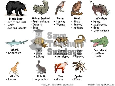 Preview Of Lesson 1b Venn Diagram On Carnivores Omnivores And