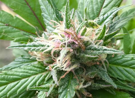 Blog Oregon Cbd The Trusted Source For Feminized Hemp Seed