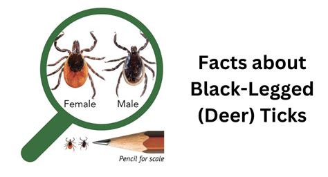 Facts About Black Legged Deer Ticks