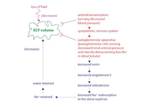 General Physiology Regulation Of Ecf Ppt