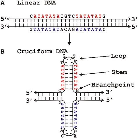 Inverted Repeat Dna Sequences Can Adopt Different Types Of Download Scientific Diagram