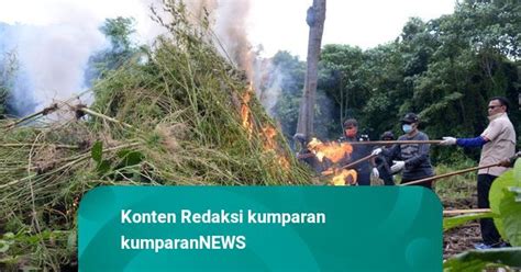 Foto BNN Musnahkan Hektar Ladang Ganja Di Aceh Kumparan