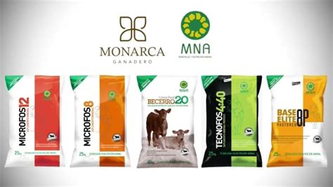 Cómo Elegir El Mejor Alimento Para Tu Perro Mascotas Y Animales
