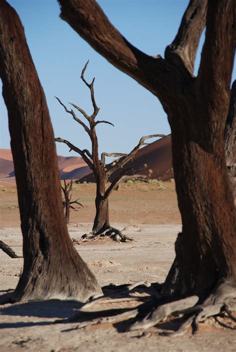 图片素材 景观 性质 森林 岩 荒野 科 厂 叶 沙漠 树干 非洲 纳米比亚 Etosha 自然环境 木本植物