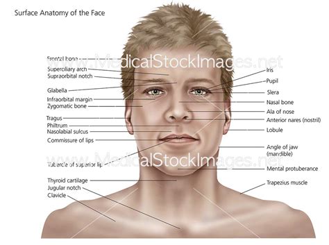 Surface Anatomy Surface Anatomy