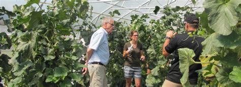 Vegetable Insects And Their Management Purdue Extension Entomology