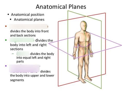Biomechanics Applied SSH 02 Diagram Quizlet