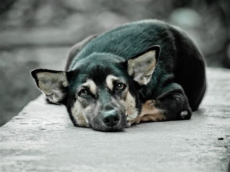 Десетки защитници на животните излязоха на протест във Варна Nova