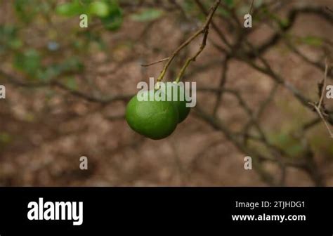 Fruit Splitting Stock Videos And Footage Hd And 4k Video Clips Alamy