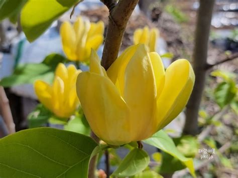 팝콘플래닛 기사콘 기사