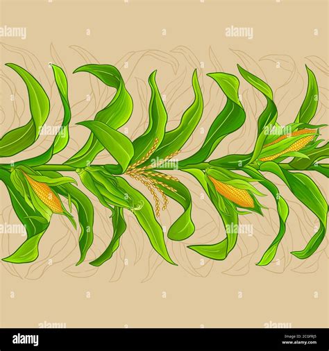 Corn Vector Pattern Stock Vector Image And Art Alamy