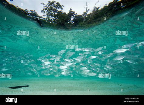 Shoal Of Bigeye Scad Selar Crumenophthalmus Underwater Dive Site