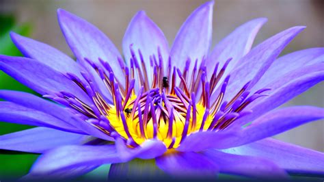 The Blue Lotus Shop Everything Blue Lotus