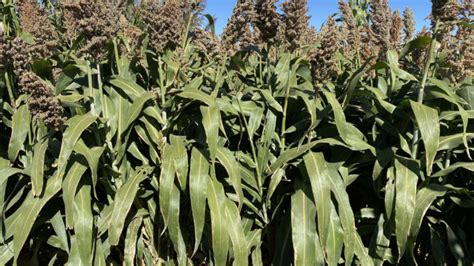 Considerations For Picking A Forage Sorghum Hybrid Agrilife Today