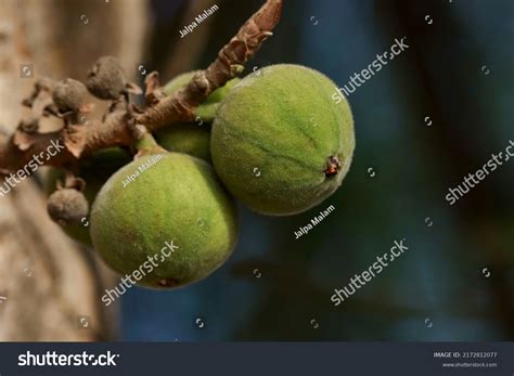 585 Gular Tree Gambar Foto Stok And Vektor Shutterstock