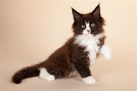 Tuxedo Maine Coon Info Pictures Care Guide Temperament And Traits