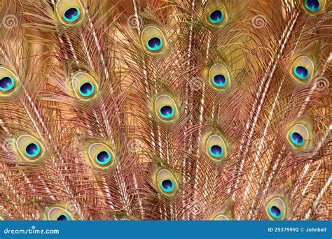 Feathers Stock Photo Image Of Feathers Bird Alive 25379992