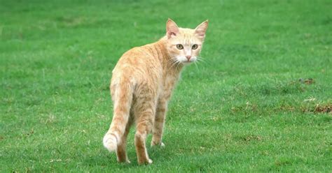 Rabies In Cats Symptoms Diagnose Prevention World Cat Finder