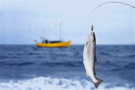 Sustainable Fish All You Need To Know