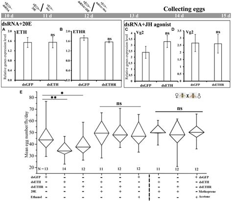 Frontiers The Ecdysis Triggering Hormone System Via Ethethr B Is Essential For Successful