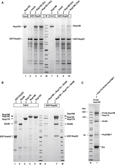 Insight Into Structure And Assembly Of The Nuclear Pore Complex By Utilizing The Genome Of A