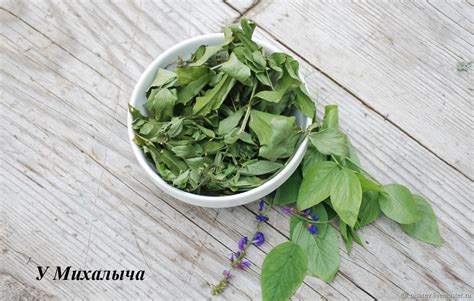 Галега лекарственная (Козлятник), трава сушеная купить в интернет ...