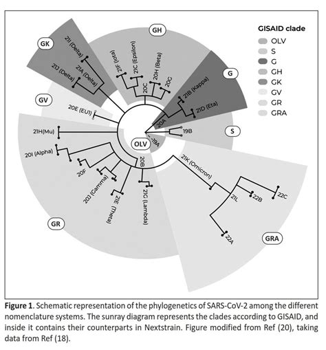 Schematic Representation Of The Phylogenetics Of Sars Cov 2 Among The Download Scientific