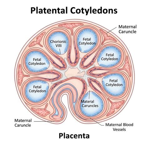 Placenta Structure Stock Illustrations 176 Placenta Structure Stock