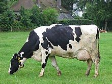 Cow Wiktionary The Free Dictionary