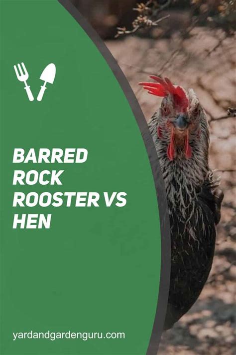 Barred Rock Rooster Vs Hen