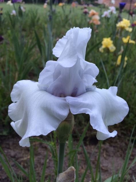 Got Milk Iris Backyard Plants