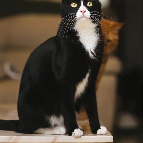 奶牛猫百度百科