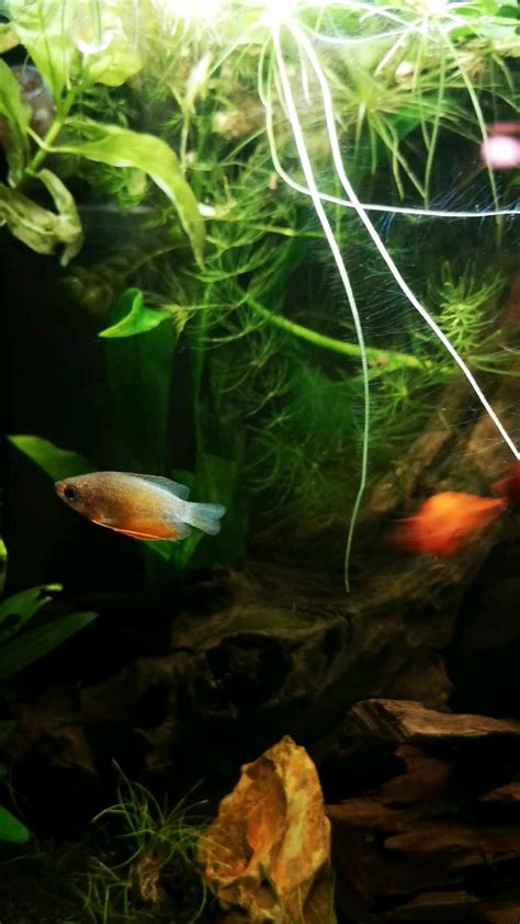 Sex Of My Honey Gurami Colisa Chuna Red Edition Can Someone Please