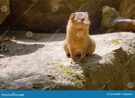 Dwarf Mongoose With A Large Pointed Head Small Ears A Long Tail