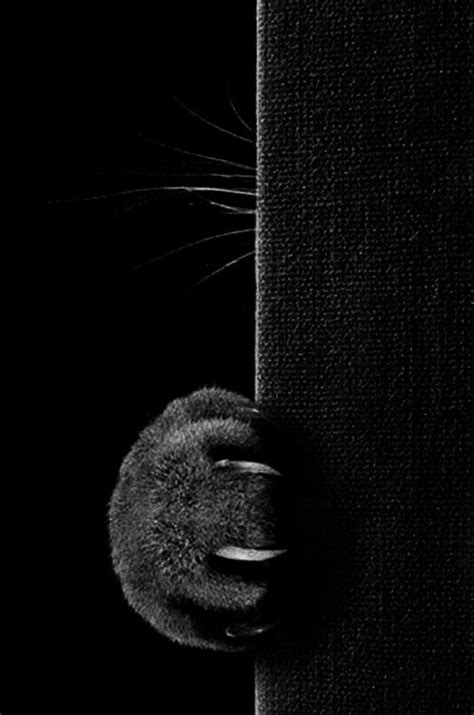 Abstract Cat Wallpaper