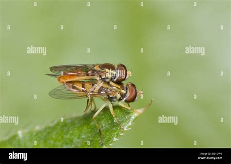 Syrphid Flies Mating Stock Photo Alamy