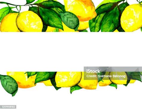 텍스트 에 대한 공간이 흰색 배경에 육즙 신선한 레몬과 녹색 잎 과일 프레임 엽서 초대장 배너 및 인사말에 대한 수채화 그림입니다 감귤류 과일에 대한 스톡 벡터 아트 및