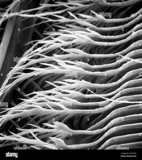 A Scanning Electron Microscope Sem Image Of A Birds Feather Stock