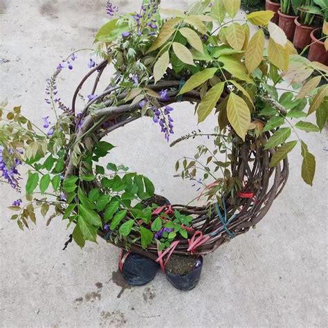 紫藤树苗阳台庭院爬藤植物四季开花老桩耐寒耐热好养易活绿植花卉虎窝淘