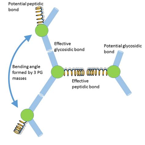 A A Potential Bi Layers Ultra Structure B A Bi Layers Cw