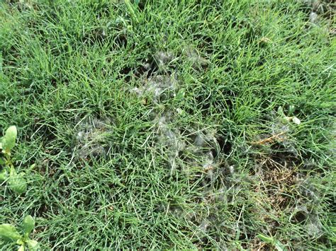 Mks Bulls Eye Greens Blog Pythium Spp