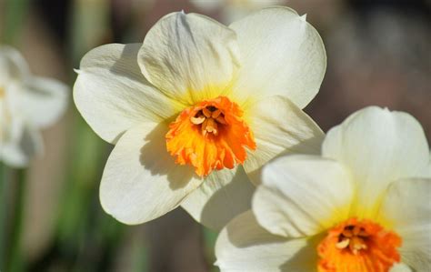 Daffodils Easter Bells False Free Photo On Pixabay