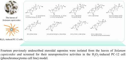 Fourteen Undescribed Steroidal Saponins From Solanum Capsicoides Leaves